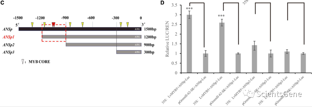 【Front Plant Sci】LvMYB5 和 LvMYB1转录因子调控百合花青素合成 - 知乎