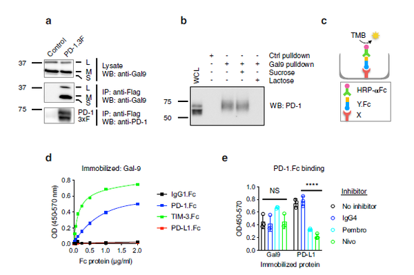 全新机制：Galectin-9与PD-1和Tim-3相互作用调节T细胞死亡，Galectin-9有望成为肿瘤免疫治疗的新靶点 - 知乎