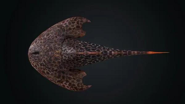 人是鱼进化来的？曲靖师院以第一作者单位在《Nature》同时发表3篇论文“从鱼到人”探源研究取得重大突破 - 知乎