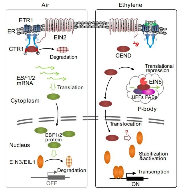 乙烯信号简史 | 成也EIN2，败也EIN2 - 知乎