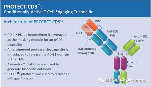 Zymeworks：双抗及双抗ADC技术梳理 - 知乎