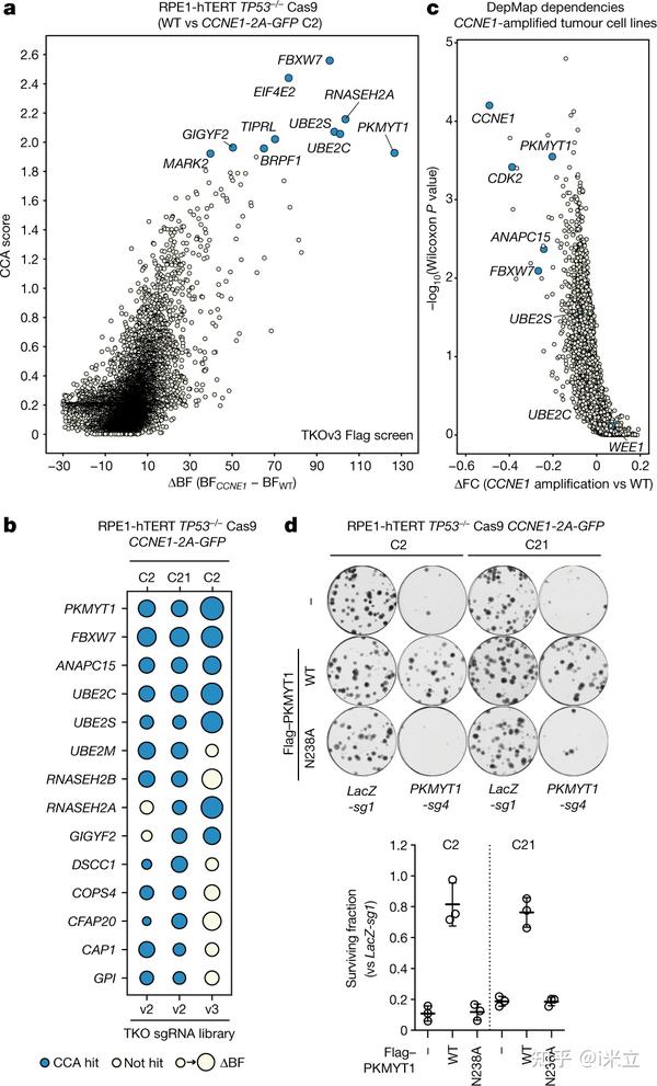 IF:69.504｜CCNE1扩增与PKMYT1激酶抑制存在合成致死 - 知乎
