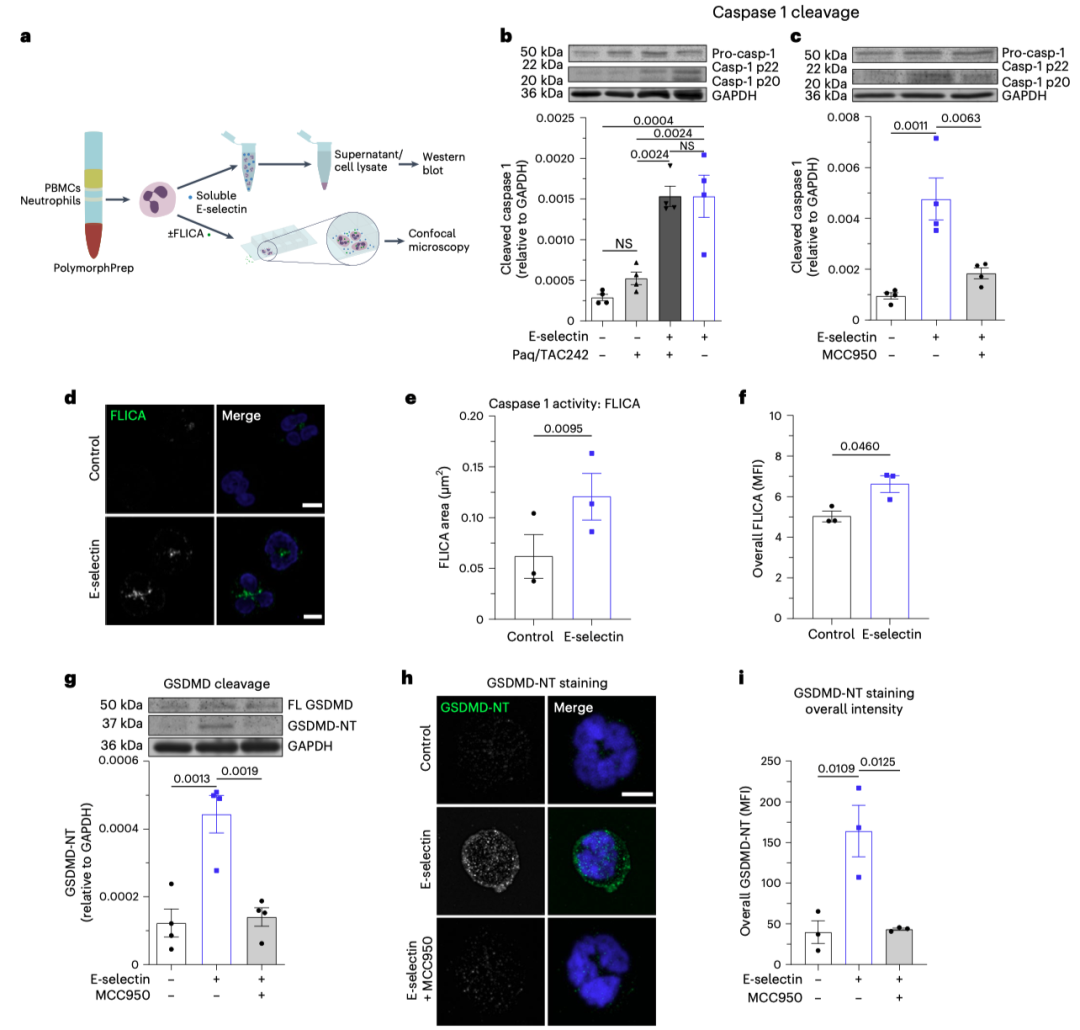 Nature Immunology丨GSDMD 孔的形成调节中性粒细胞中 S100A8/S100A9 的释放 - 知乎
