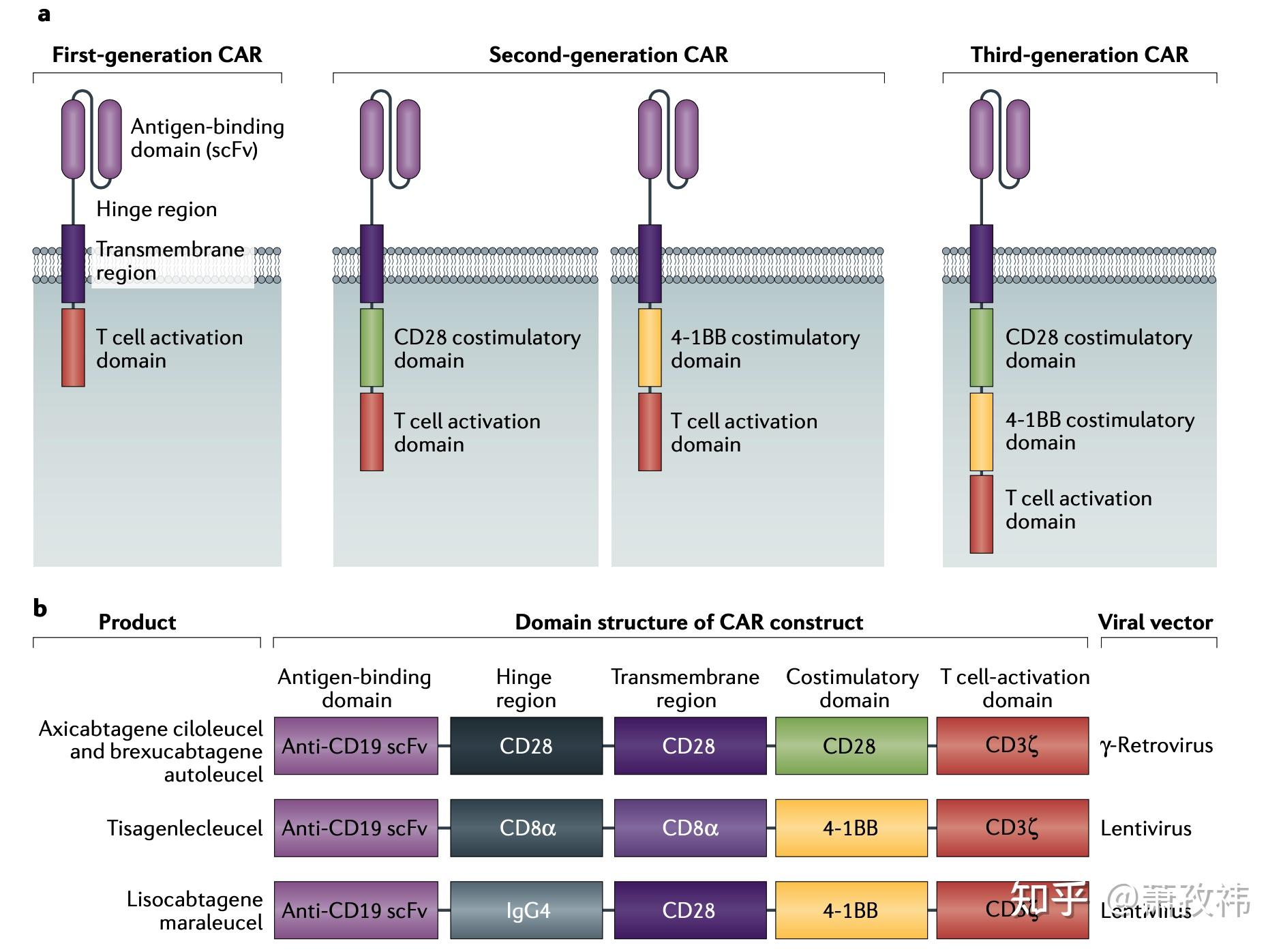 CD28 vs 4-1BB | 孰优孰劣？ - 知乎
