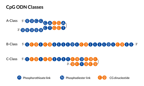 修饰引物/探针系列详解—CpG ODN - 知乎