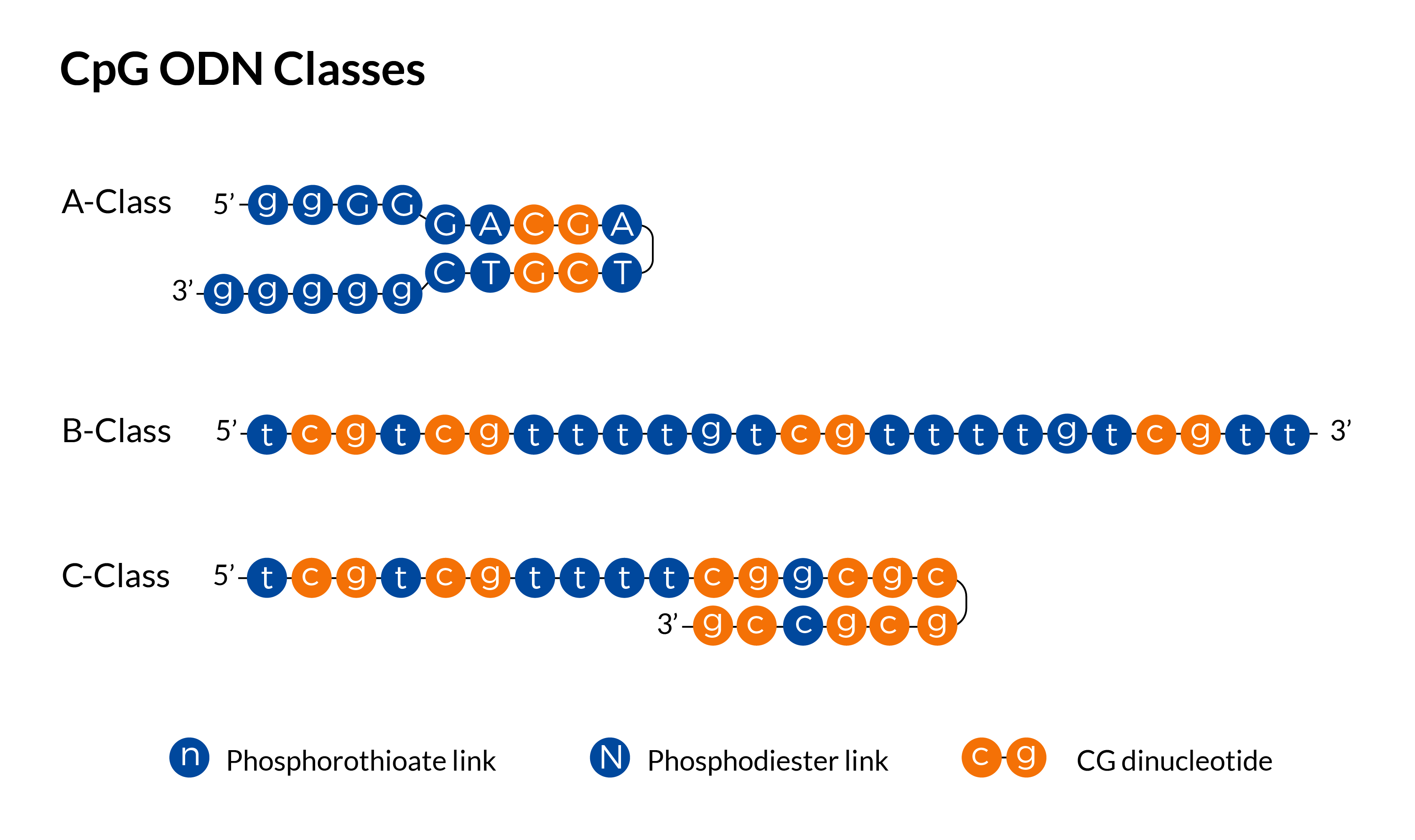 修饰引物/探针系列详解—CpG ODN - 知乎