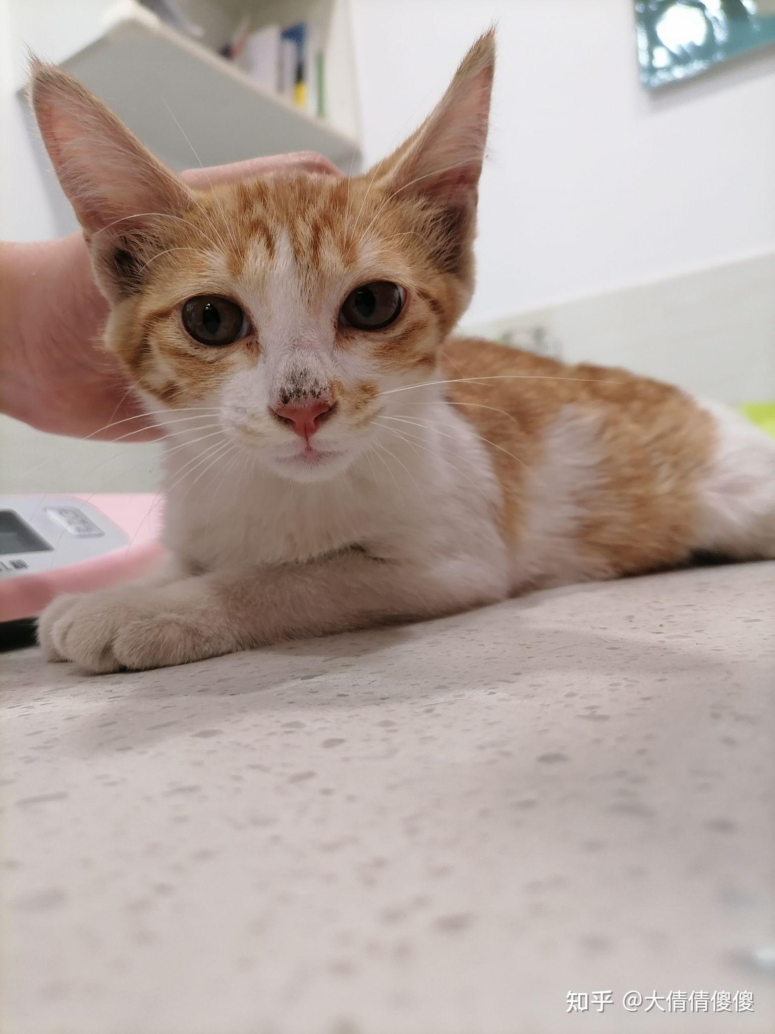 猫咪收养帖 Cat Adoption Post - 知乎