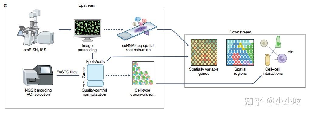热点综述 | Nature子刊：Museum of spatial transcriptomics - 知乎
