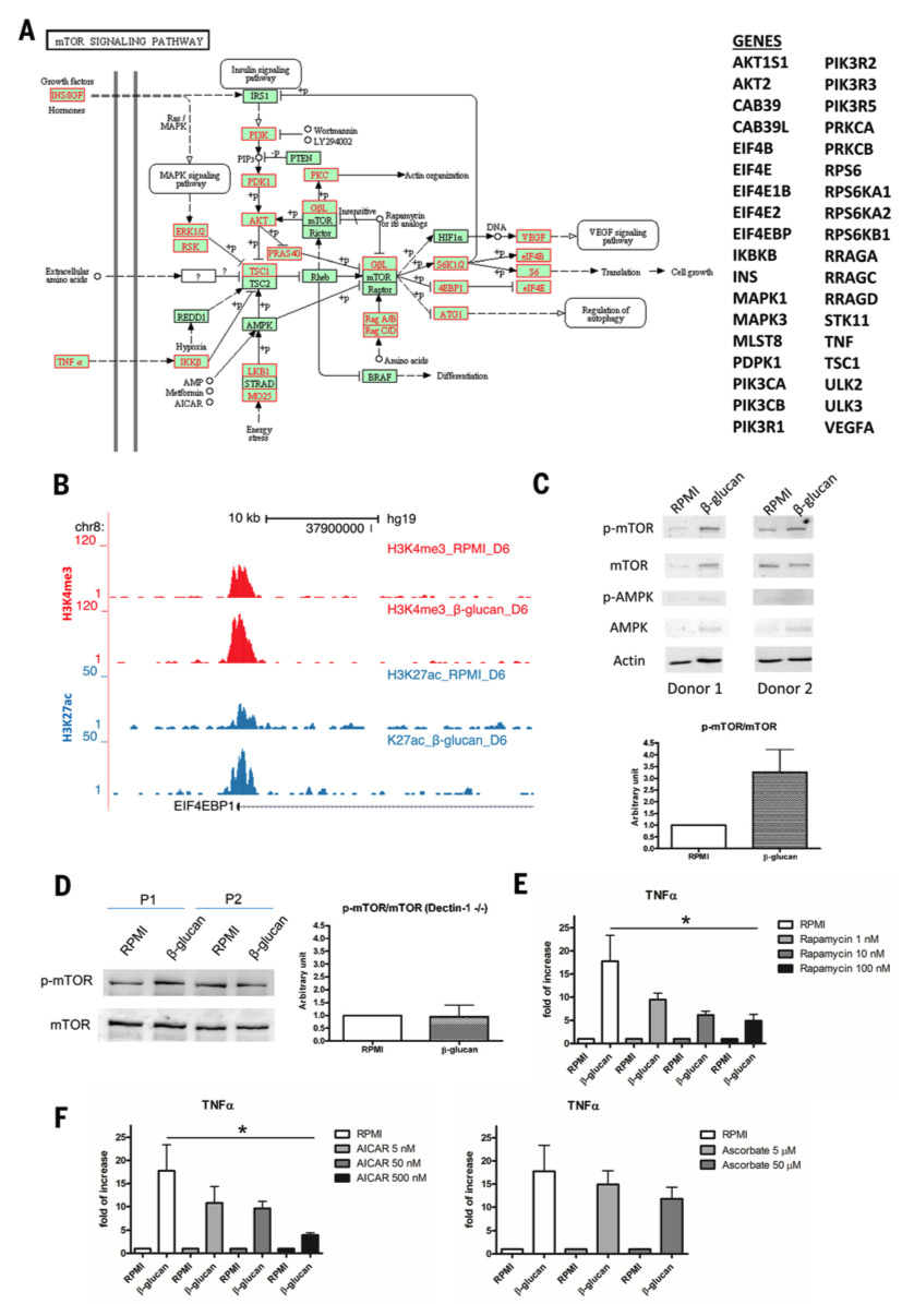 Science丨经典回顾丨mTOR和HIF-1α介导的有氧糖酵解是训练免疫的代谢基础 - 知乎