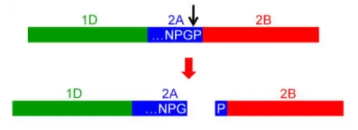 基因编辑重点元件IRES & 2A peptide - 知乎