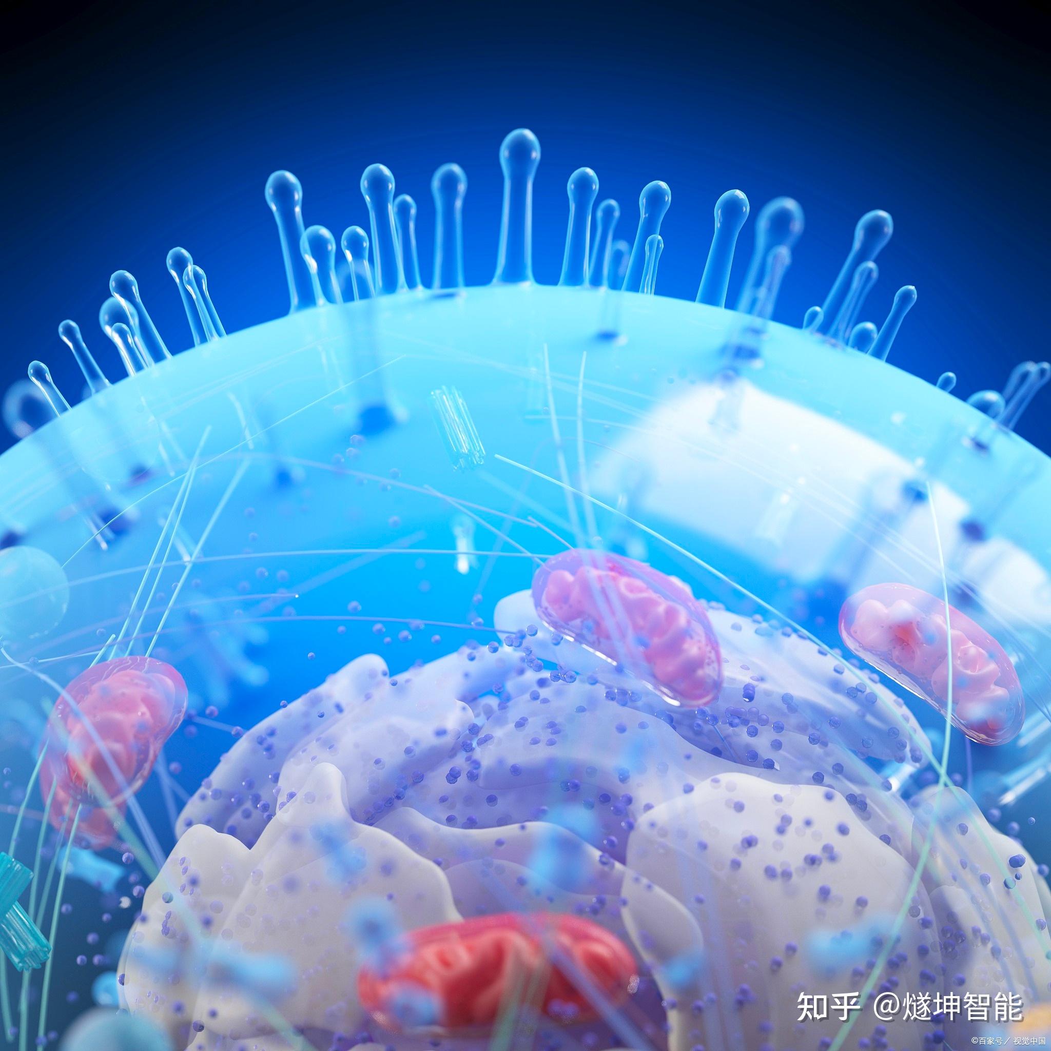 SOS1蛋白：细胞信号传导的关键分子 - 知乎