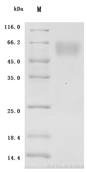 探秘CD79A 和 CD79B：B细胞信号传导与疾病诊疗的核心密码 - 知乎