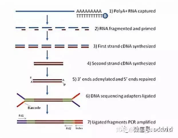 【陈巍学基因】RNA-seq - 知乎