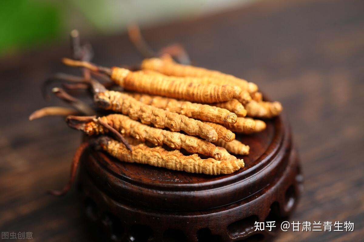 虫草的功效和作用禁忌【兰青生物】 - 知乎