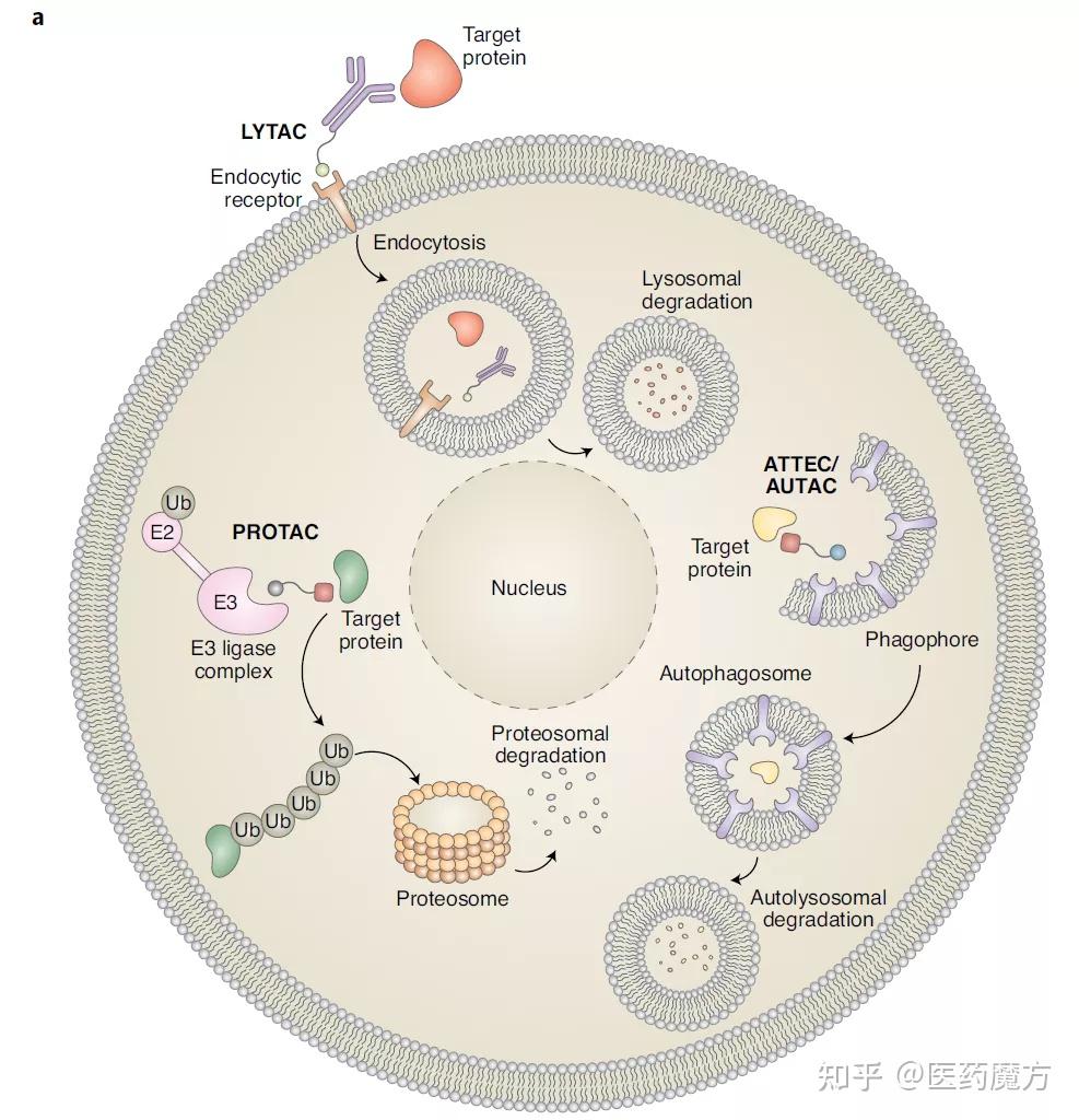 PROTAC之后，LYTAC、ATTEC成为新一轮“吸金点”…… - 知乎