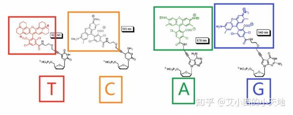 科研小白笔记：一代测序（BigDye测序法）过程 - 知乎