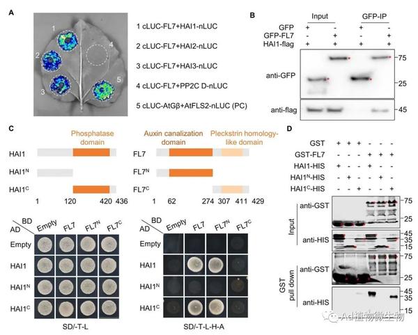 Plant Cell | 南京农业大学研究揭示RNA结合蛋白调节植物免疫的机制！ - 知乎