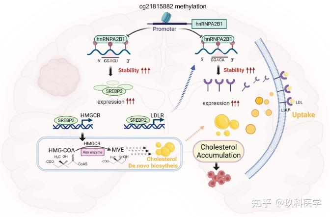 IF 15.9 胶质瘤新靶点！发现m6A调控胶质瘤胆固醇稳态的新机制 - 知乎