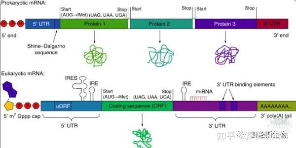 干货：一文读懂mRNA rRNA tRNA结构和功能 - 知乎