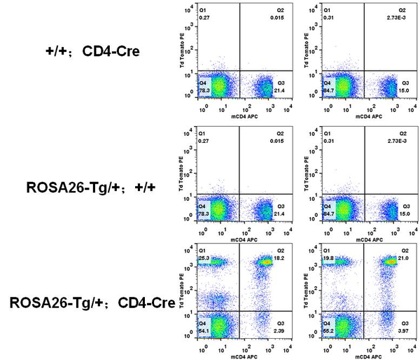 Cre-loxP妙用，可视化mRNA递送 - 知乎