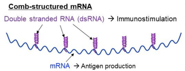 吸睛系列(二)丨一文了解mRNA IVT副产物dsRNA - 知乎