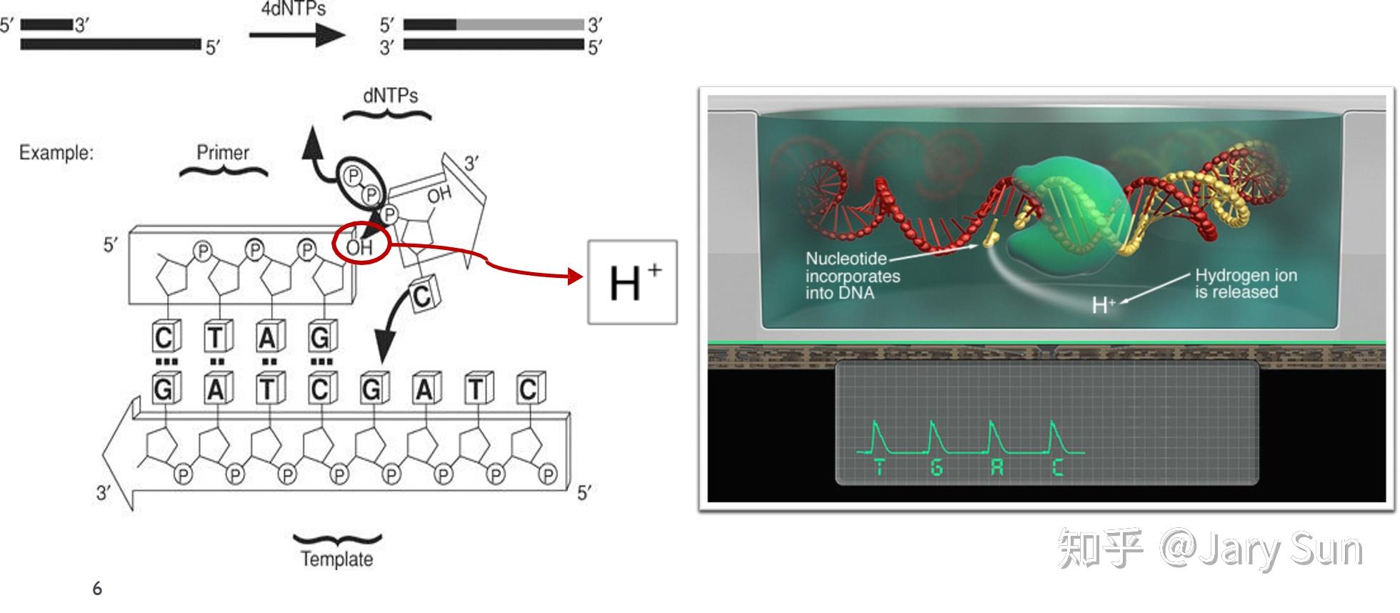 Ion Torrent 基因分析仪——介绍及原理 - 知乎