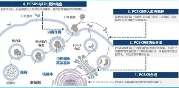 国产PCSK9抑制剂 ，即将迎来商业爆发？ - 知乎