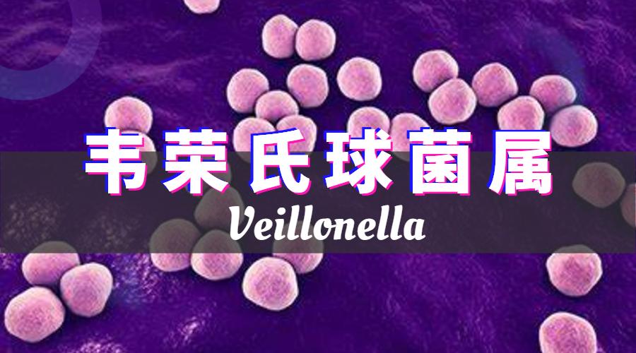 人类肠道核心菌属之一 ——韦荣氏球菌属（Veillonella） - 知乎