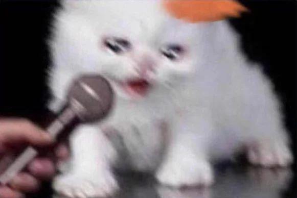 流泪猫猫头 表情包 - 知乎