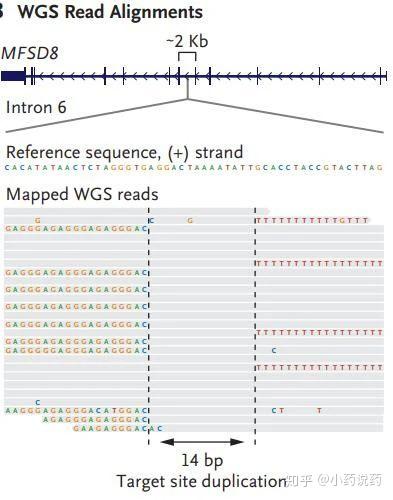 小药说药药物篇-为一个人研发的药物：“Milasen” - 知乎