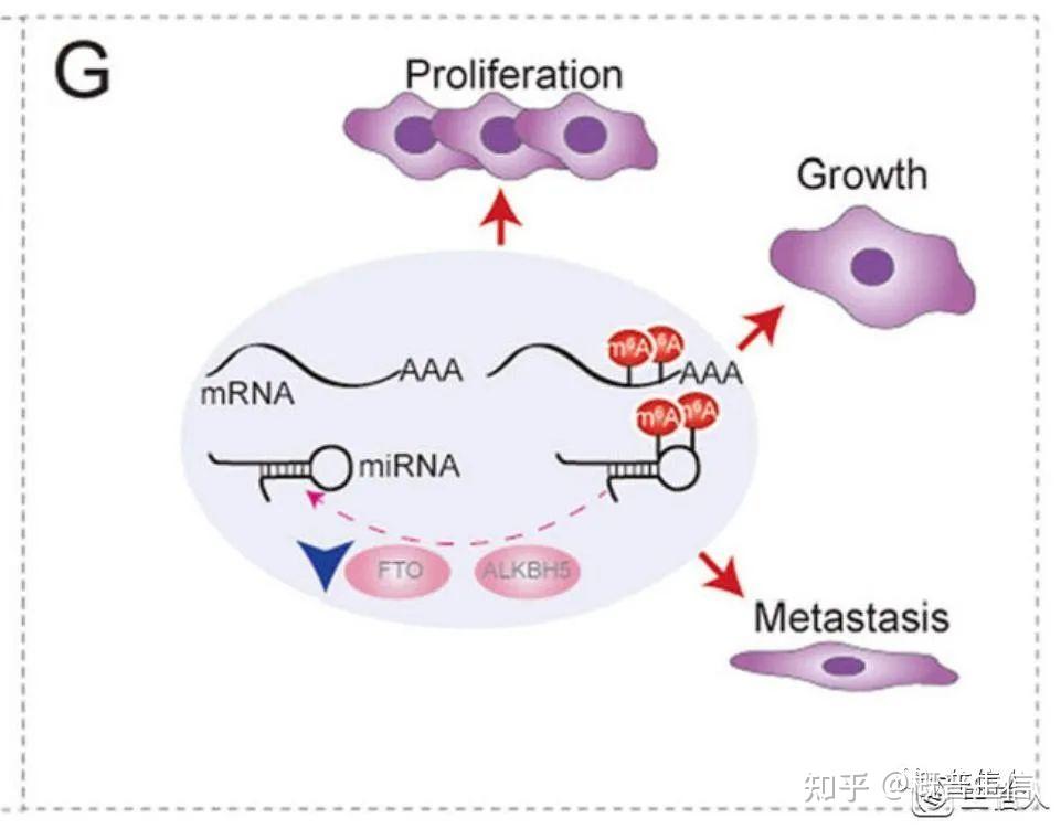 刚刚过去的2021，m6A发了1400多篇文章 - 知乎