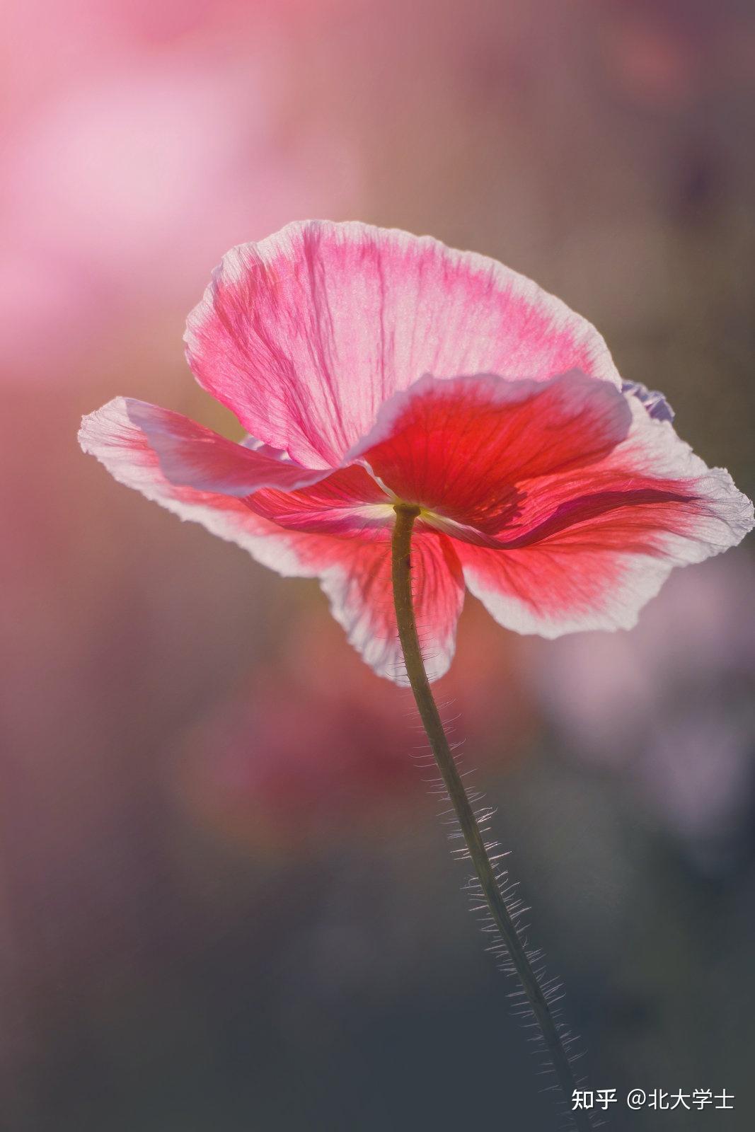 鲜花摄影6666666666666666 - 知乎