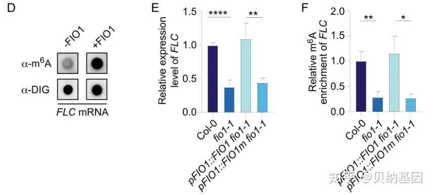干货指南｜Direct RNA测序m6A修饰结果一本通：结果解析，数据分析挖掘，实验验证 - 知乎