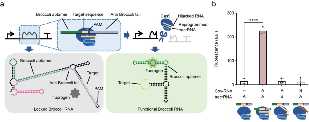 Nat Comm︱王宝俊团队揭示II型CRISPR系统crRNA-tracrRNA配对的可编程性机制及其RNA检测应用 - 知乎