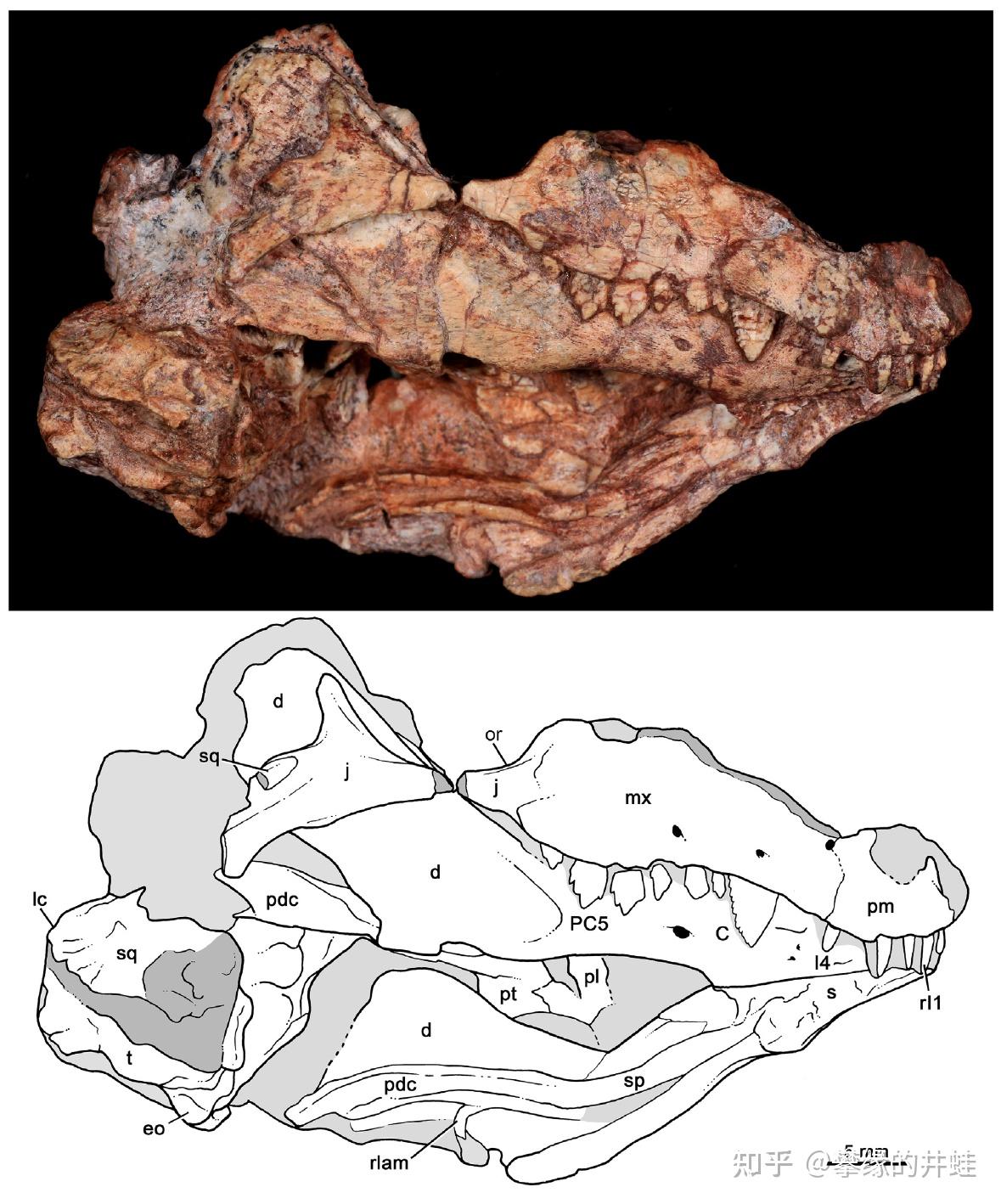 【地球演义】第二百八十二回 百兽图12：黄鼠狼下豆杵子 - 知乎
