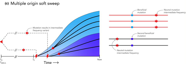 适应过程中的soft sweeps和hard sweep - 知乎