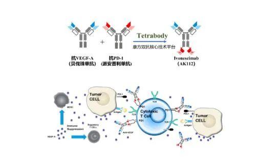 一线治疗NSCLC，康方生物PD-1/VEGF双抗AK112获CDE突破性疗法 - 知乎