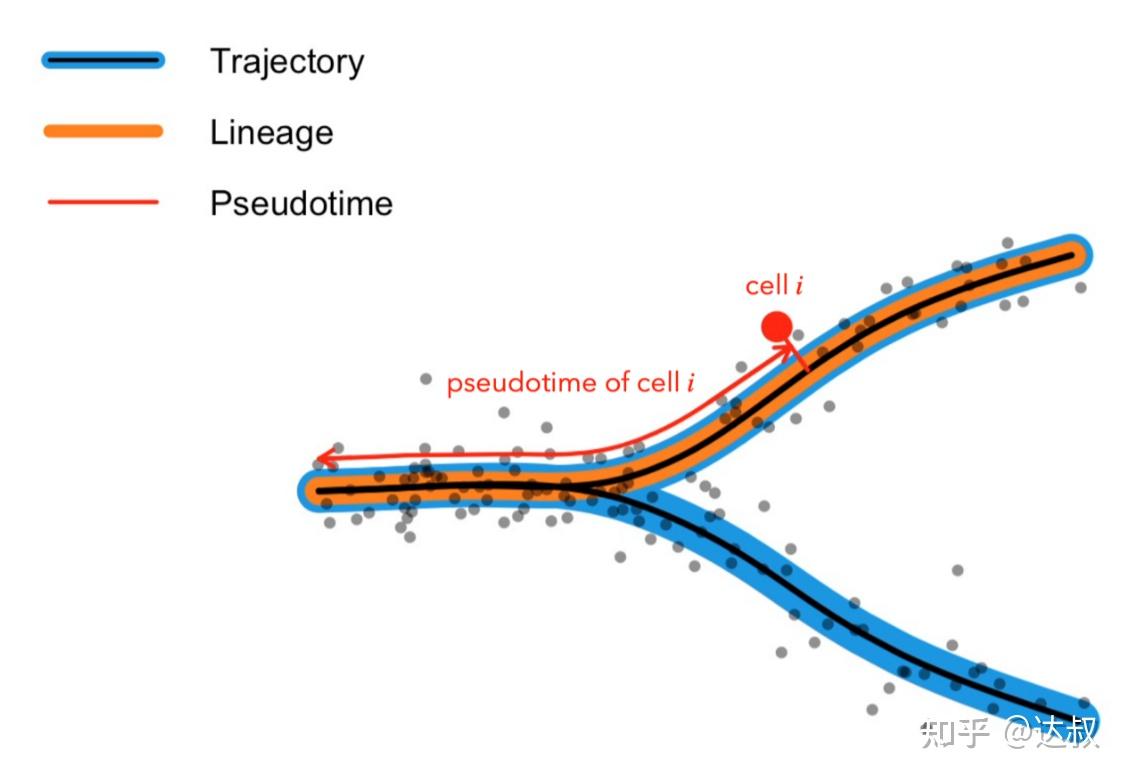 单细胞数据分析——RNA velocity（专题一） - 知乎