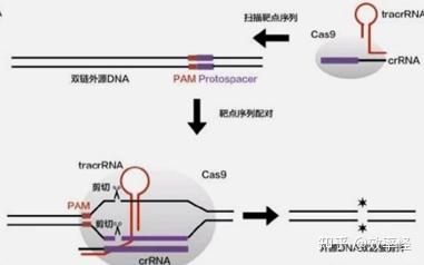 CRISPR/Cas9 - 知乎