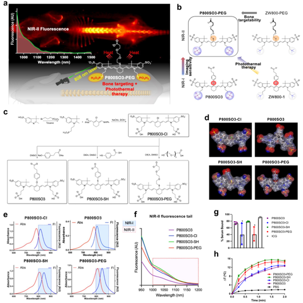 NIR-II荧光团丨P800SO3-PEG：可肾清除的荧光团实现骨靶向成像治疗 - 知乎