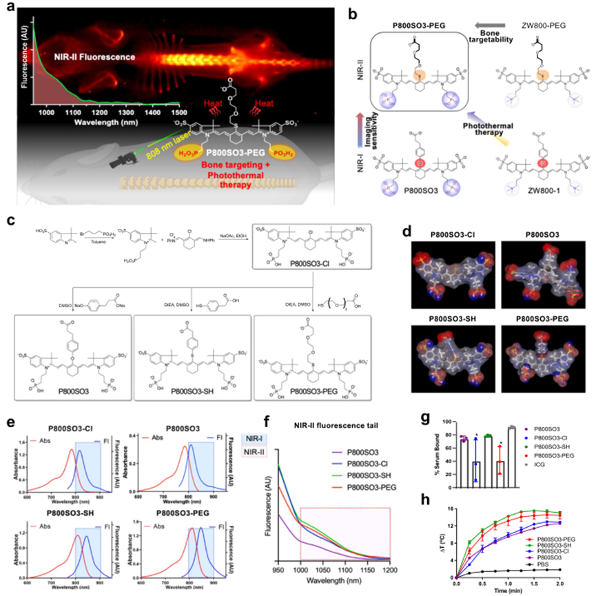 NIR-II荧光团丨P800SO3-PEG：可肾清除的荧光团实现骨靶向成像治疗 - 知乎