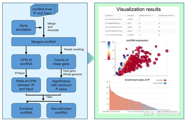 circRIP：识别环状RNA-RBP相互作用的工具 - 知乎