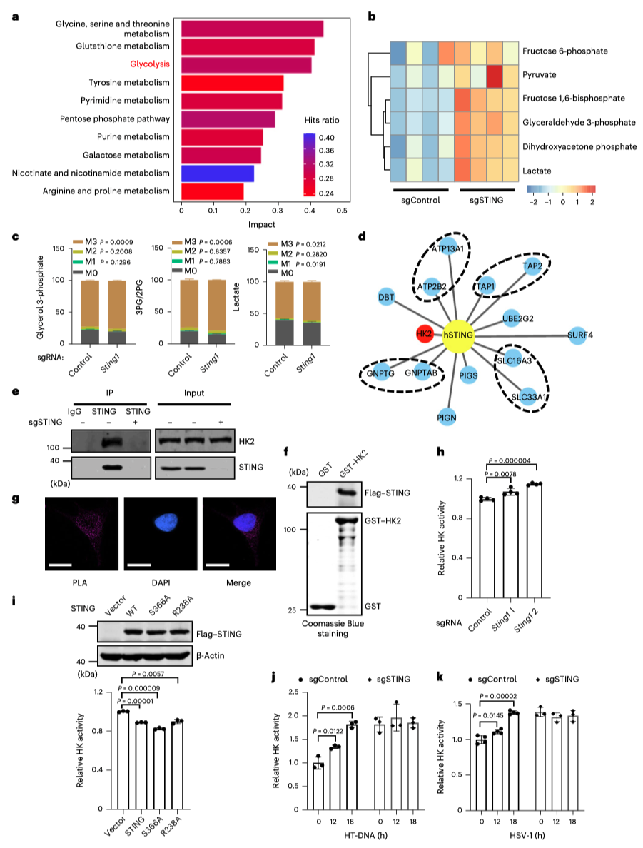 Nature Cell Biology丨STING 是一种细胞内在代谢检查点，通过靶向 HK2 来限制有氧糖酵解 - 知乎