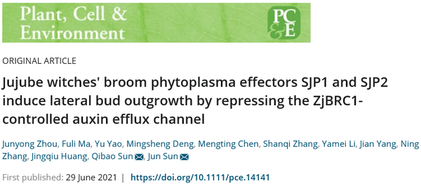 客户文章|Plant Cell Environ.枣植原体效应因子SJP1和SJP2诱导枣侧芽不断萌发形成丛枝 - 知乎