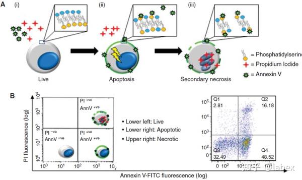 细胞杀伤功能及活性检测方法 - 知乎