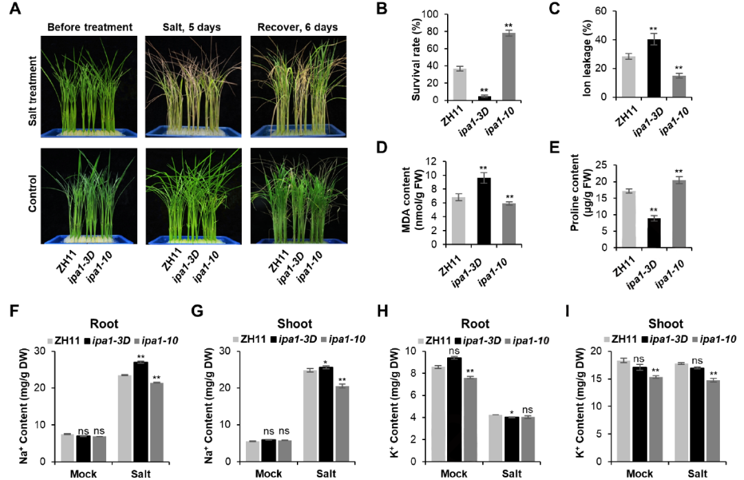 转录因子IPA1，次次都能发顶刊是怎么做到的？ - 知乎