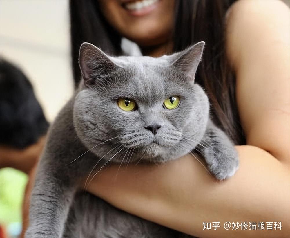 “蓝猫”和“金渐层”养哪个好？养猫2年告诉你，差别挺大的 - 知乎