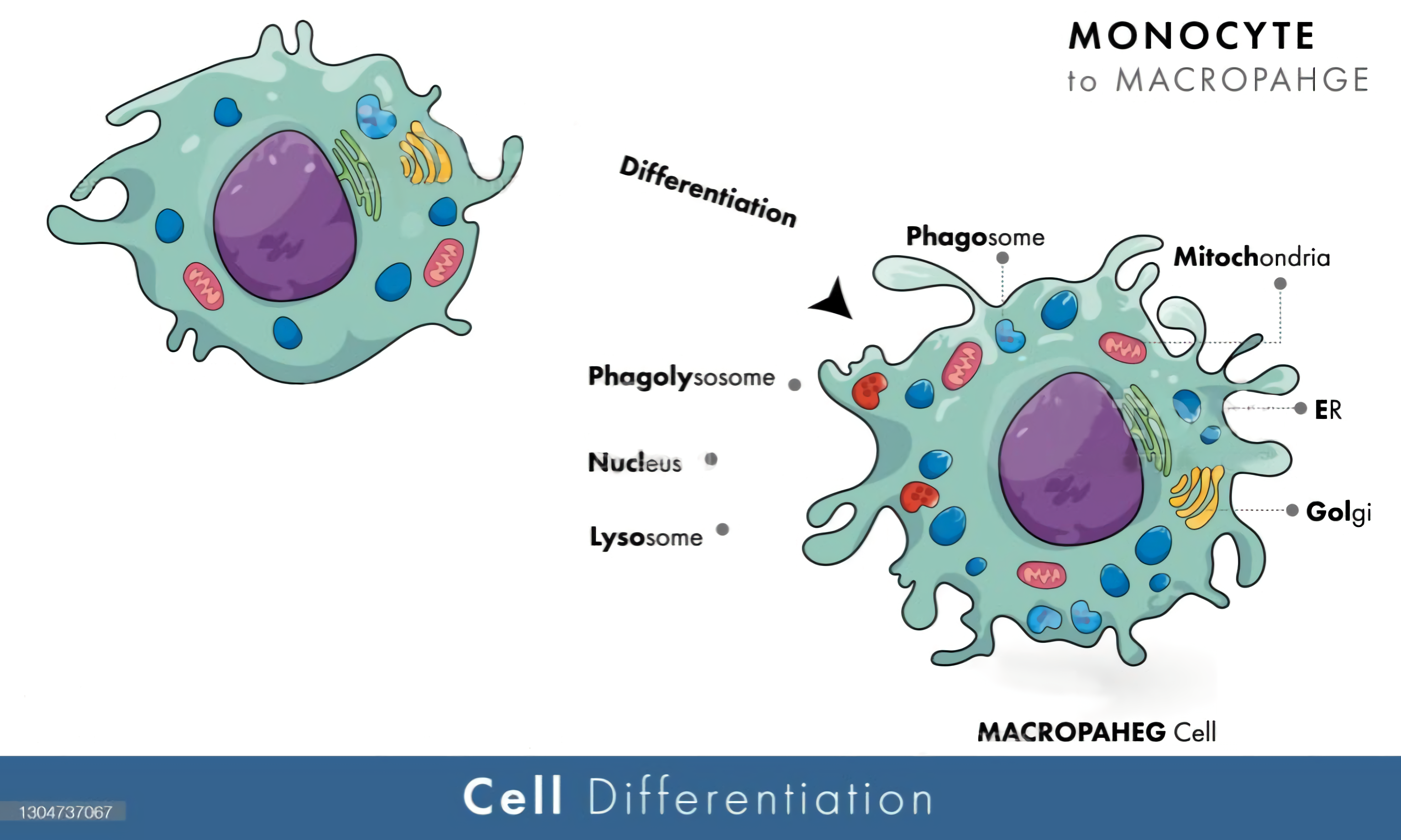 血球小贴士【第三章】：单核细胞(Monocytes) - 知乎