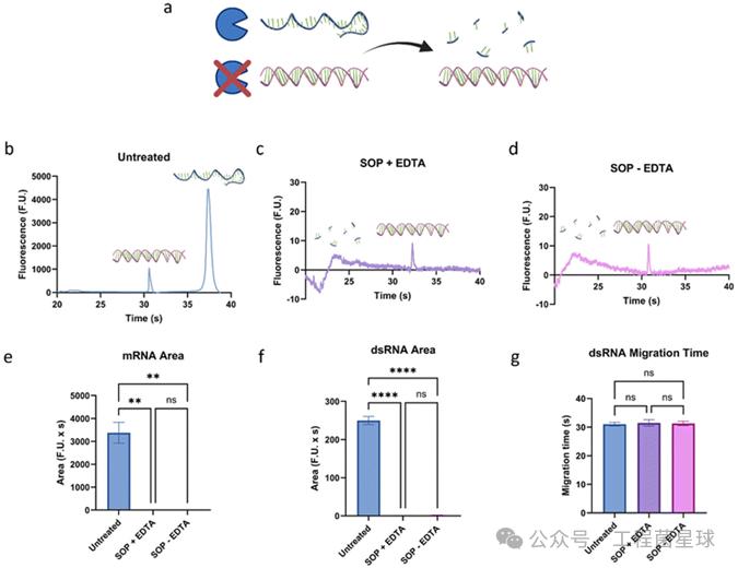 mRNA检测|dsRNA的检测方法：酶法富集结合微流控电泳 - 知乎