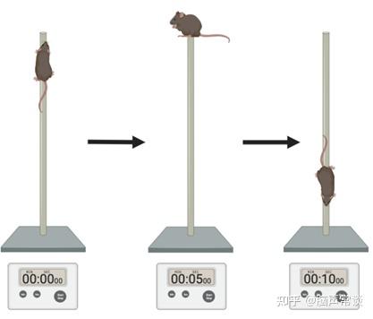 小鼠Pole Test爬杆实验：评估运动协调和神经功能的可靠工具 - 知乎
